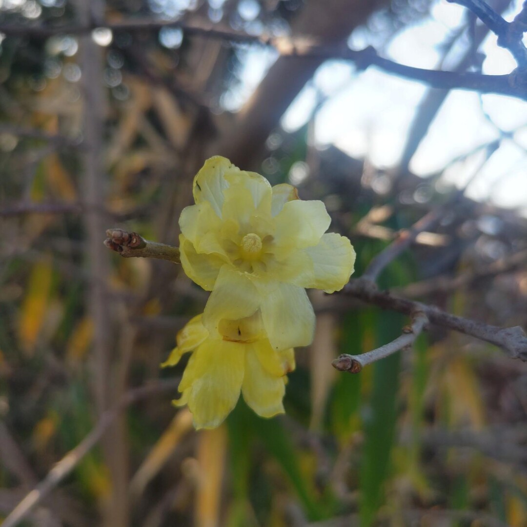 須磨浦公園から再度山まで縦走 / meriendaさんの六甲山・長峰山・摩耶山の活動データ | YAMAP / ヤマップ