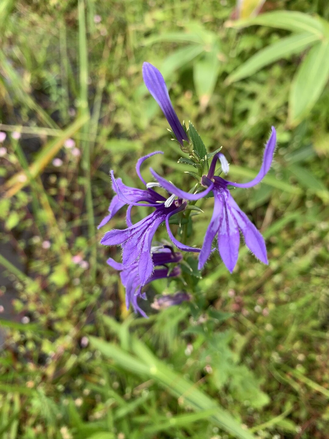TVてわ沢桔梗が開花してると放送してたの... / まっするさんのモーメント | YAMAP / ヤマップ