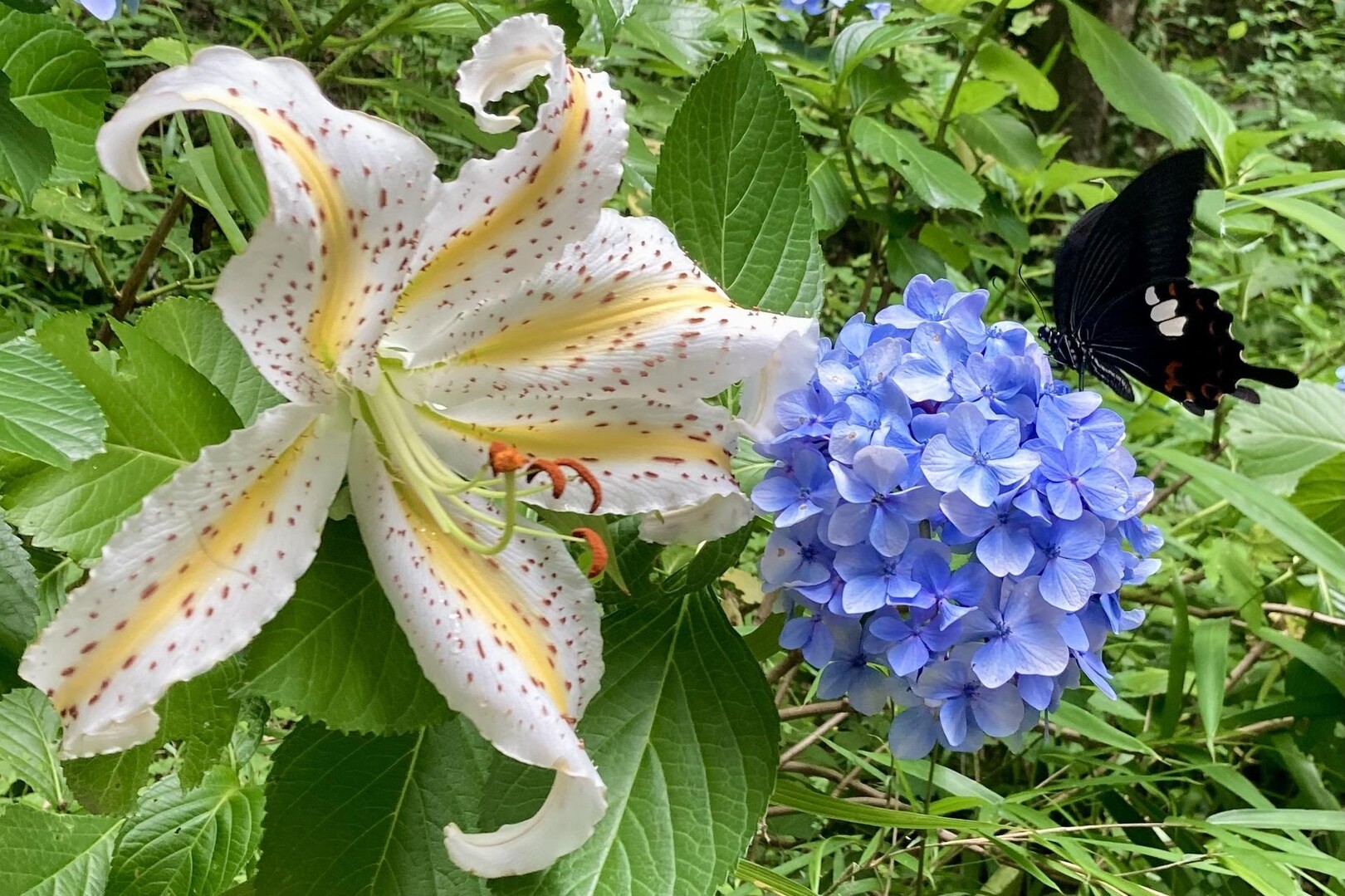 ヤマユリ ️アジサイ ️モンキアゲハ ... / j.revoさんのモーメント | YAMAP / ヤマップ