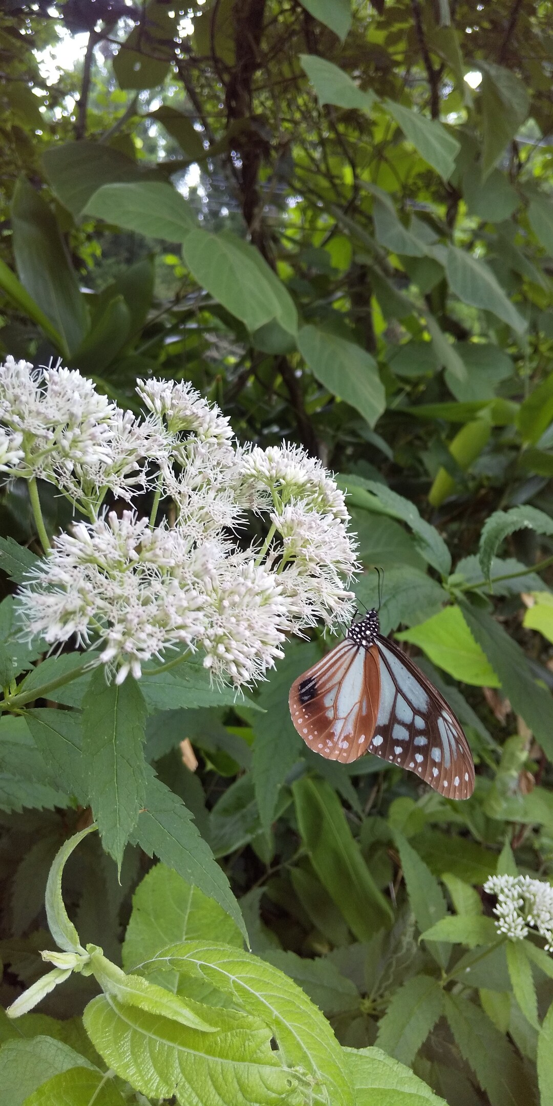 2022.07.07(木) 03:19 / あおいさんのモーメント | YAMAP / ヤマップ
