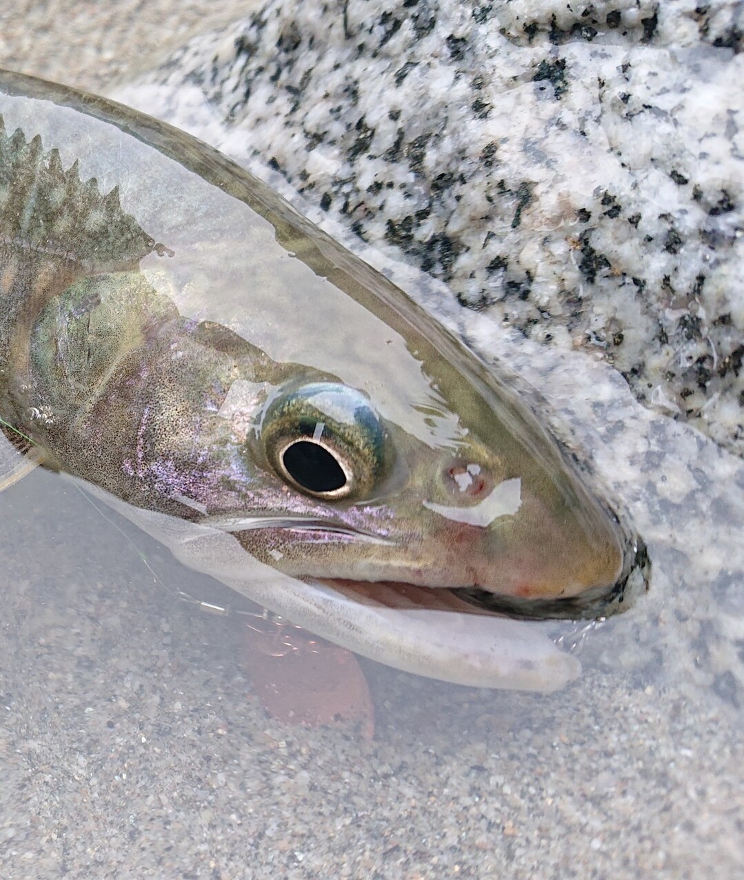 ピーナッツバターのページ | YAMAP / ヤマップ