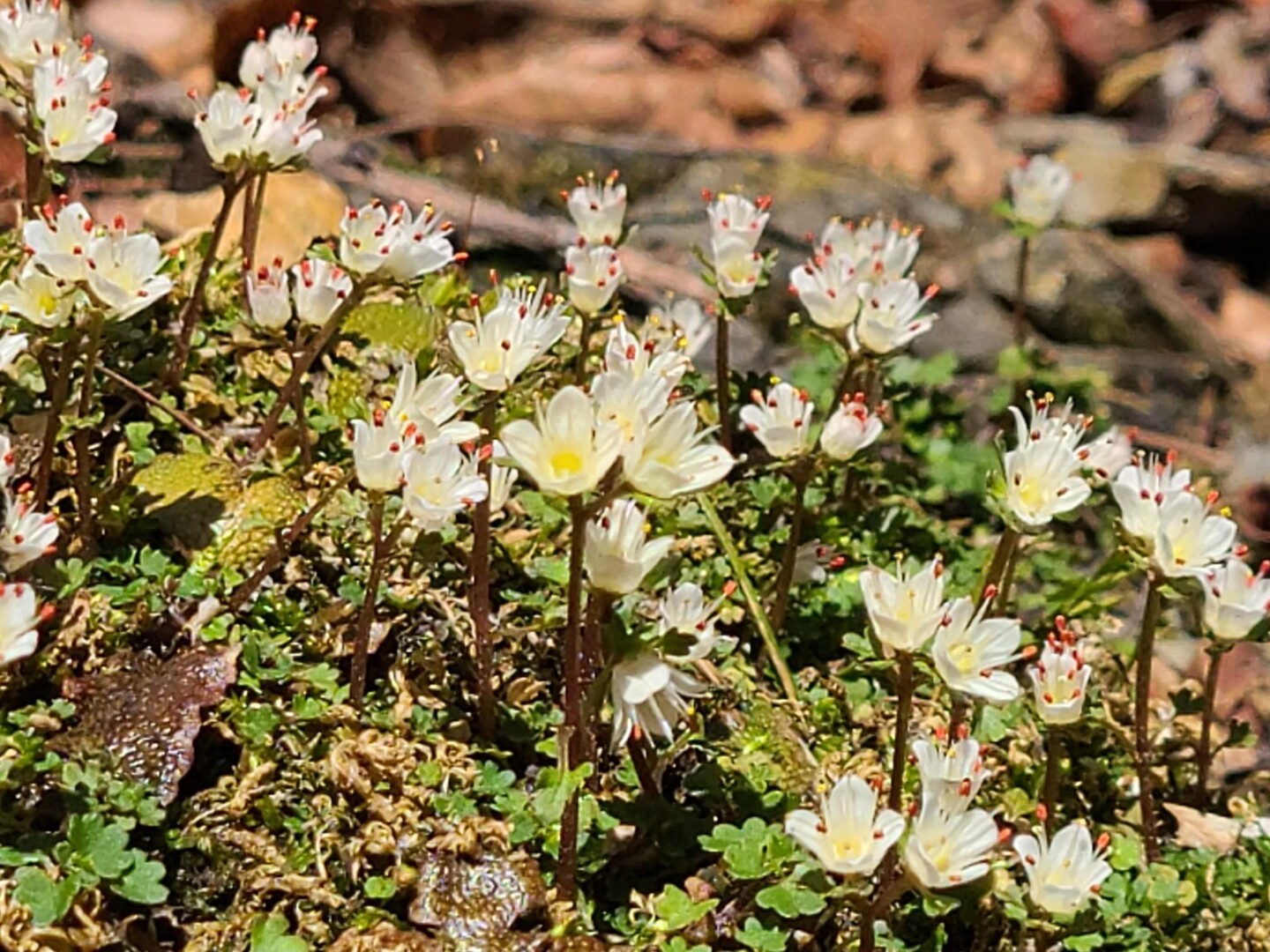仙人ヶ岳のハナネコノメソウ🌸☘️ / KIKOさんの両崖山・仙人ヶ岳・石尊山の活動データ | YAMAP / ヤマップ