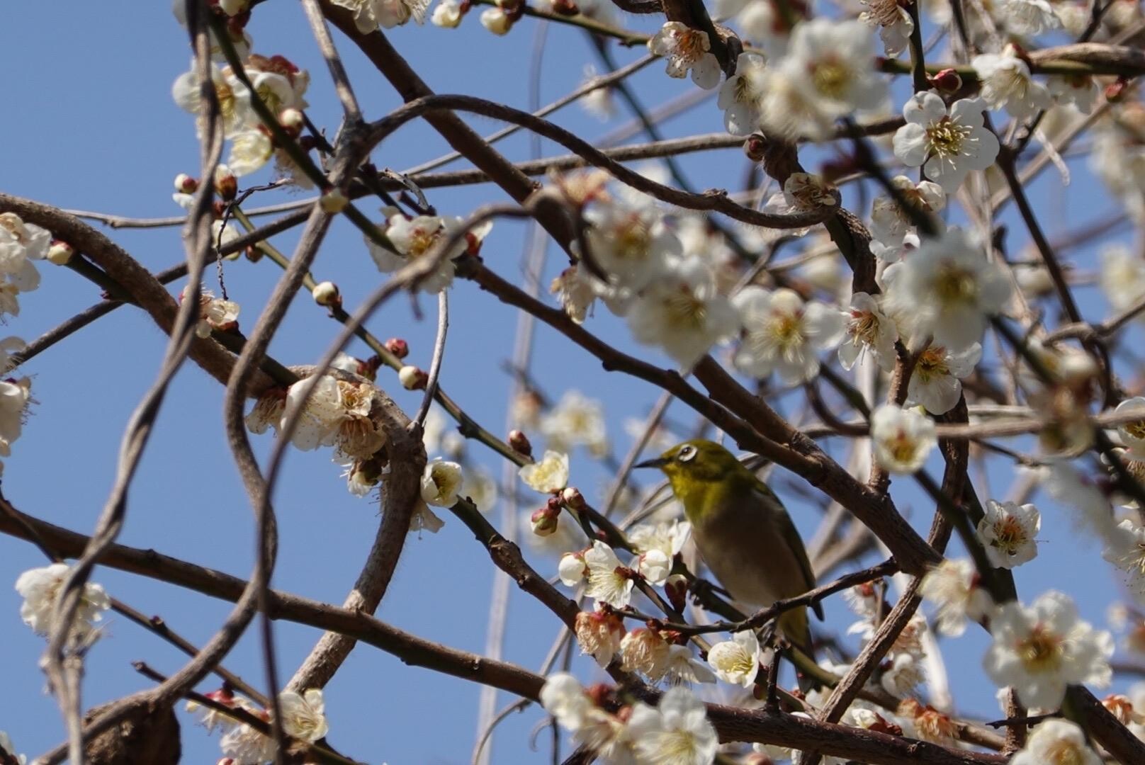 卯辰山 お花見ウォーク / mag.hさんの卯辰山の活動データ | YAMAP / ヤマップ