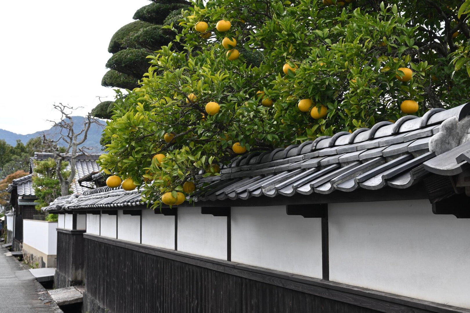 たわわと実る夏みかん 城下町には似合わ... / chocoさんのモーメント | YAMAP / ヤマップ