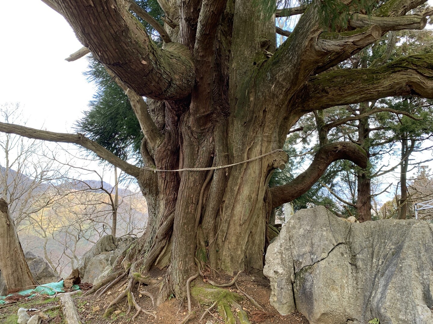 ミクネ・大杉竜王-2020-01-18 / fukapuさんの霊仙山の活動データ | YAMAP / ヤマップ