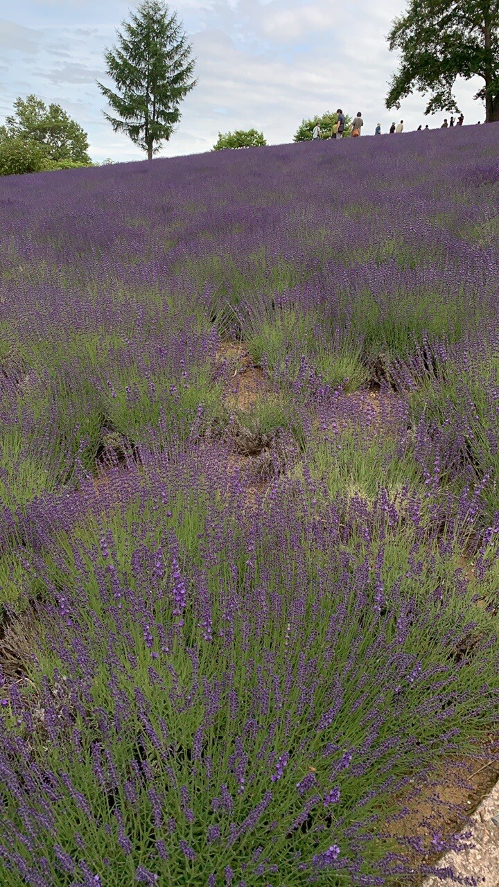 2021.07.11(日) 03:32 / チョッパーさんのモーメント | YAMAP / ヤマップ