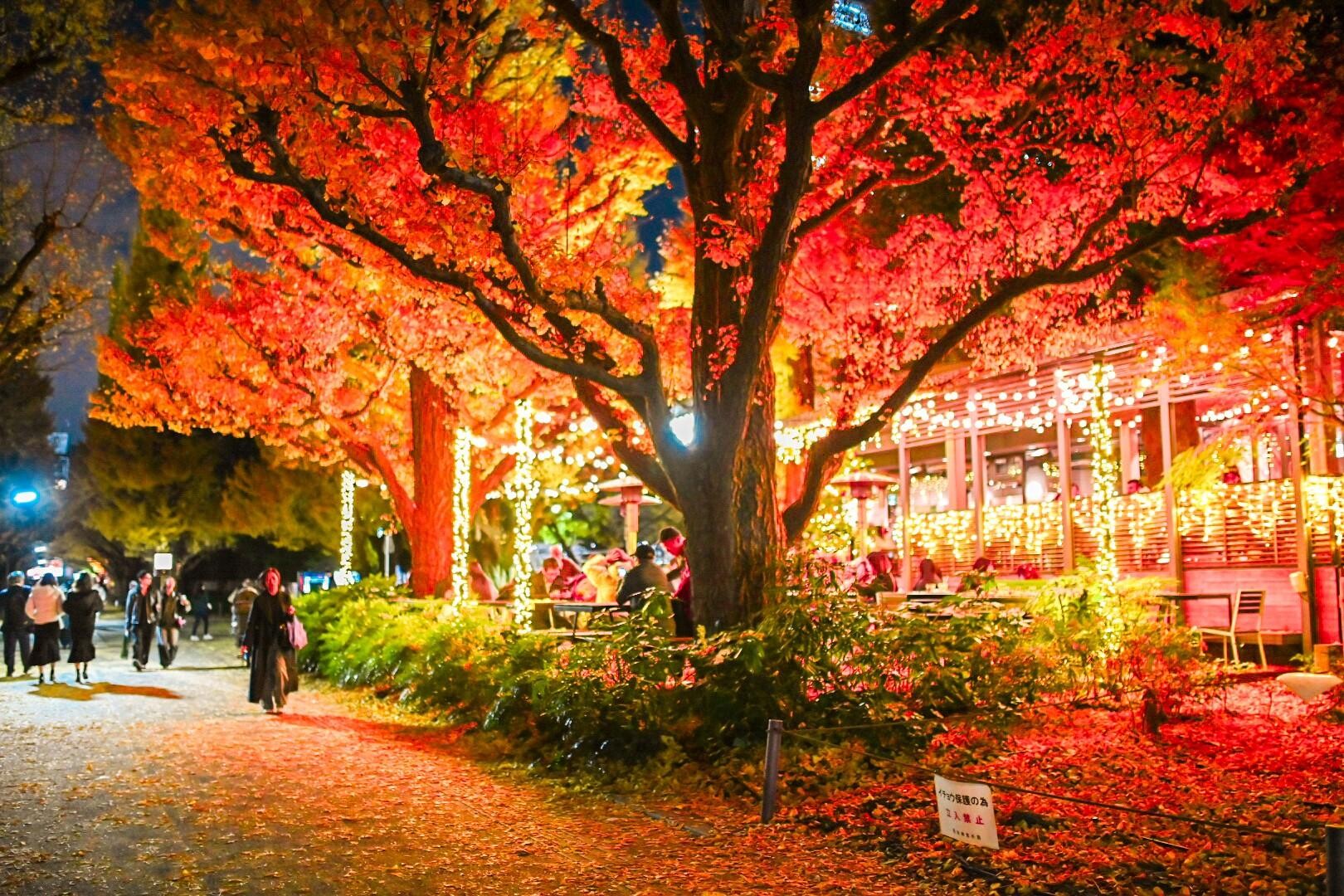 イチョウ並木 / GIさんのモーメント | YAMAP / ヤマップ