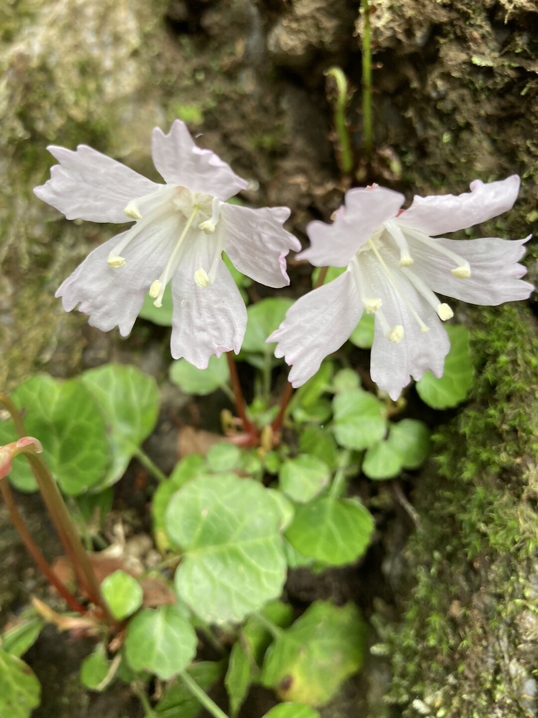 棒ノ嶺(棒ノ折山)・槇ノ尾山 / yamatubakiさんの棒ノ折山（棒ノ嶺）の活動データ | YAMAP / ヤマップ