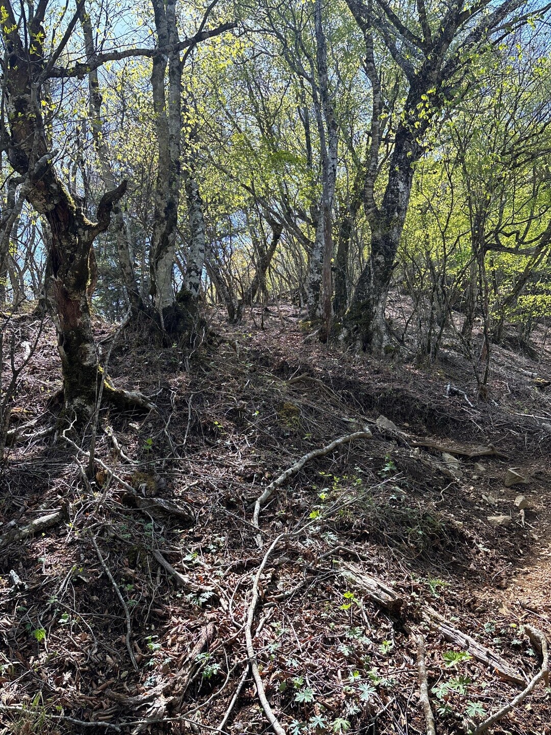 mskふぅさんの投稿したフィールドメモ | YAMAP / ヤマップ