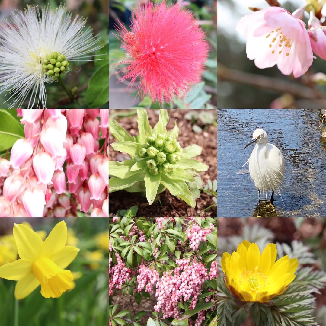 春探しのウォーキング。 カメラ📷持って... / Mikity さんのモーメント | YAMAP / ヤマップ