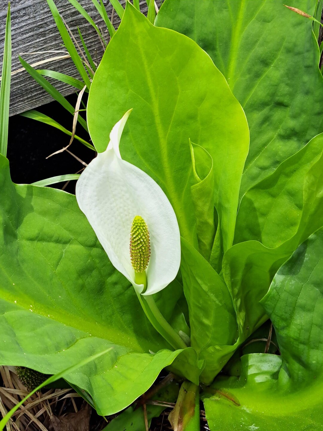 はるかなる尾瀬は広いな大きいな / take2さんの尾瀬・燧ヶ岳の活動データ | YAMAP / ヤマップ