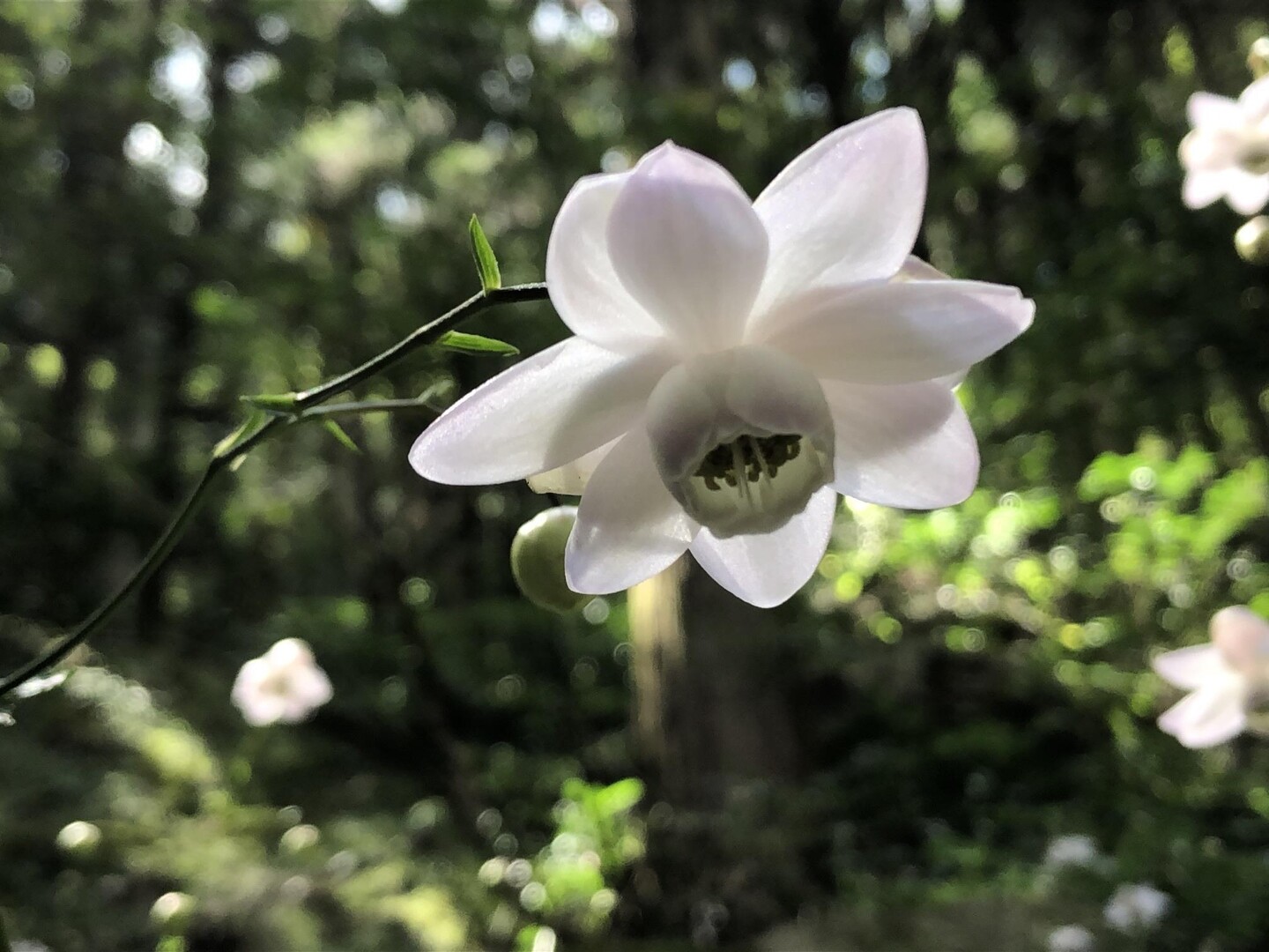 母娘旅行①エビネの森 / *Aurora*さんのウォーキングの活動データ | YAMAP / ヤマップ