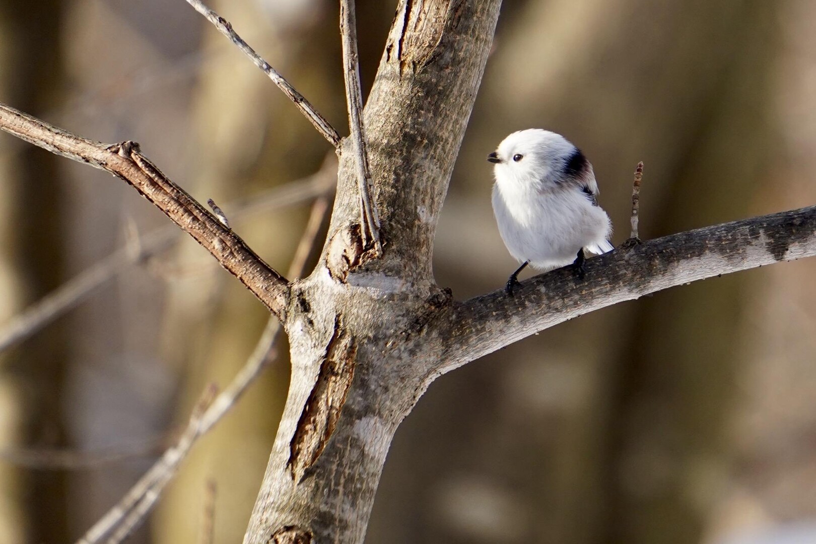 12/22(日)〜12/28(土)ウオーキング / yosi＆ryoさんのウォーキングの活動データ | YAMAP / ヤマップ