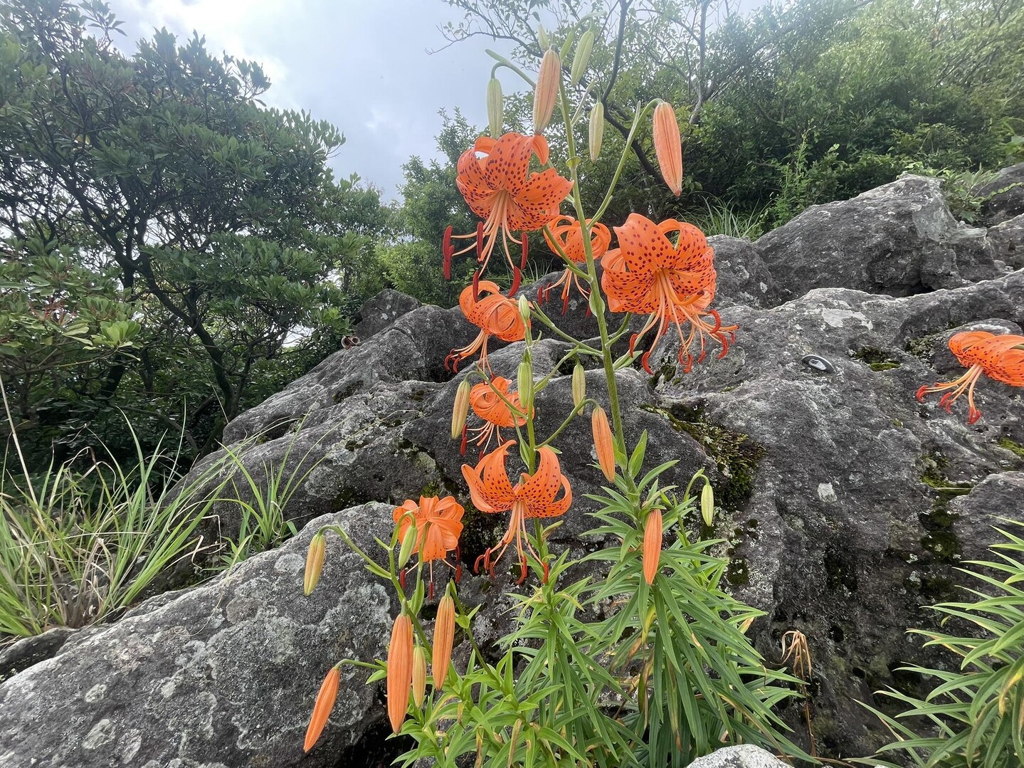 皿倉山 / Niko niko さんの皿倉山・花尾山・帆柱山の活動データ | YAMAP / ヤマップ