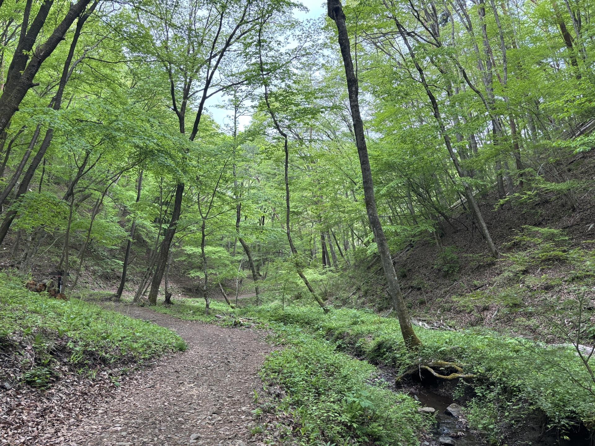 天狗山 / akoさんの天狗山の活動データ | YAMAP / ヤマップ
