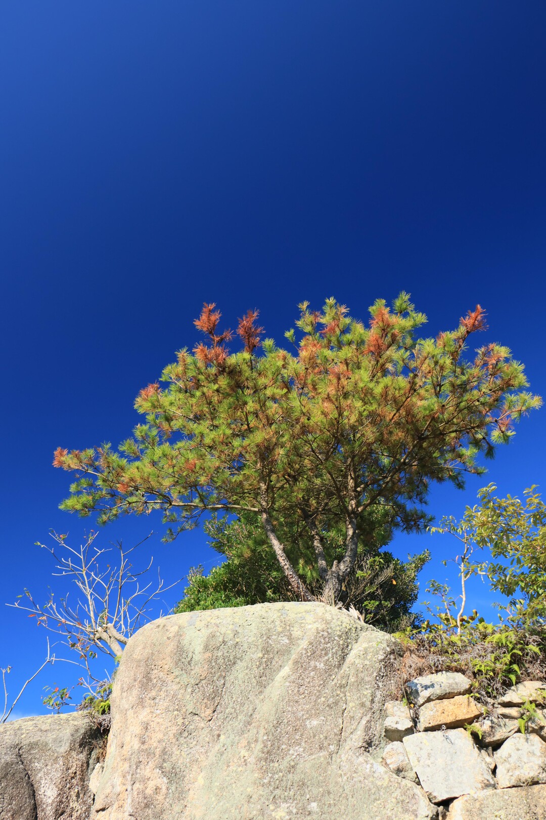 行者山 - ソライロタケには逢えたのか / R1さんの大海山（亀尾山）・勘十郎岳・福西山の活動データ | YAMAP / ヤマップ