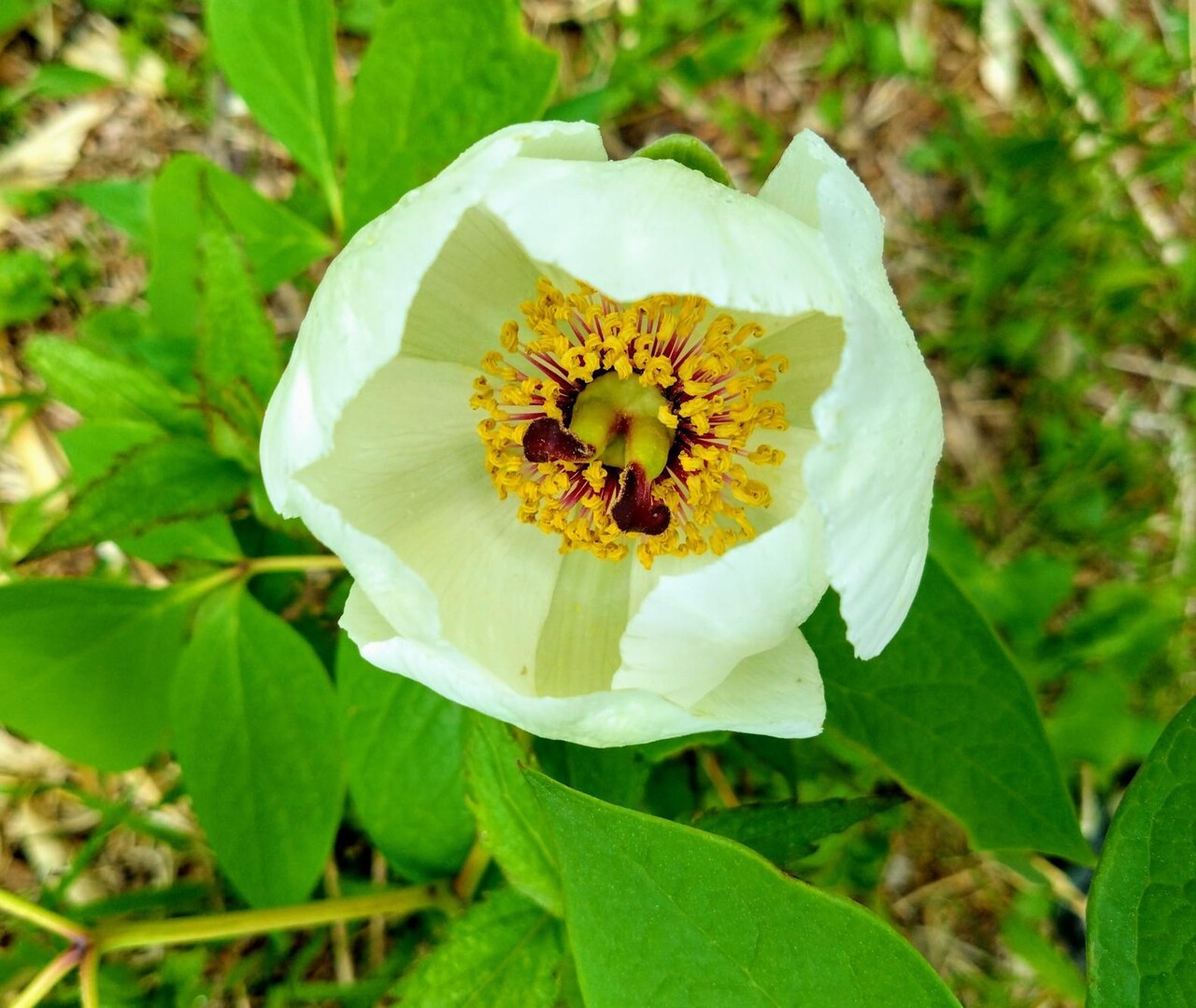 ☔で横岳(八ヶ岳) 入笠山 / micoさんの入笠山の活動データ | YAMAP / ヤマップ