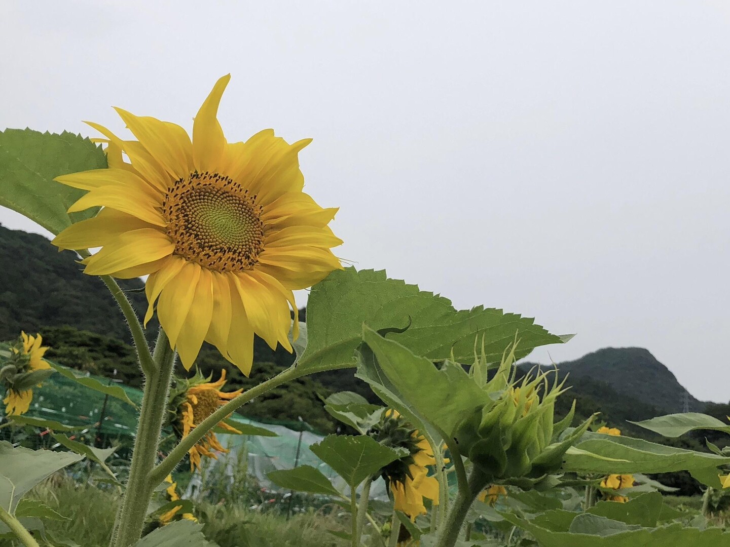 夏を感じるお山ぽ / Ascaさんの勝山・四王司山の活動データ | YAMAP / ヤマップ