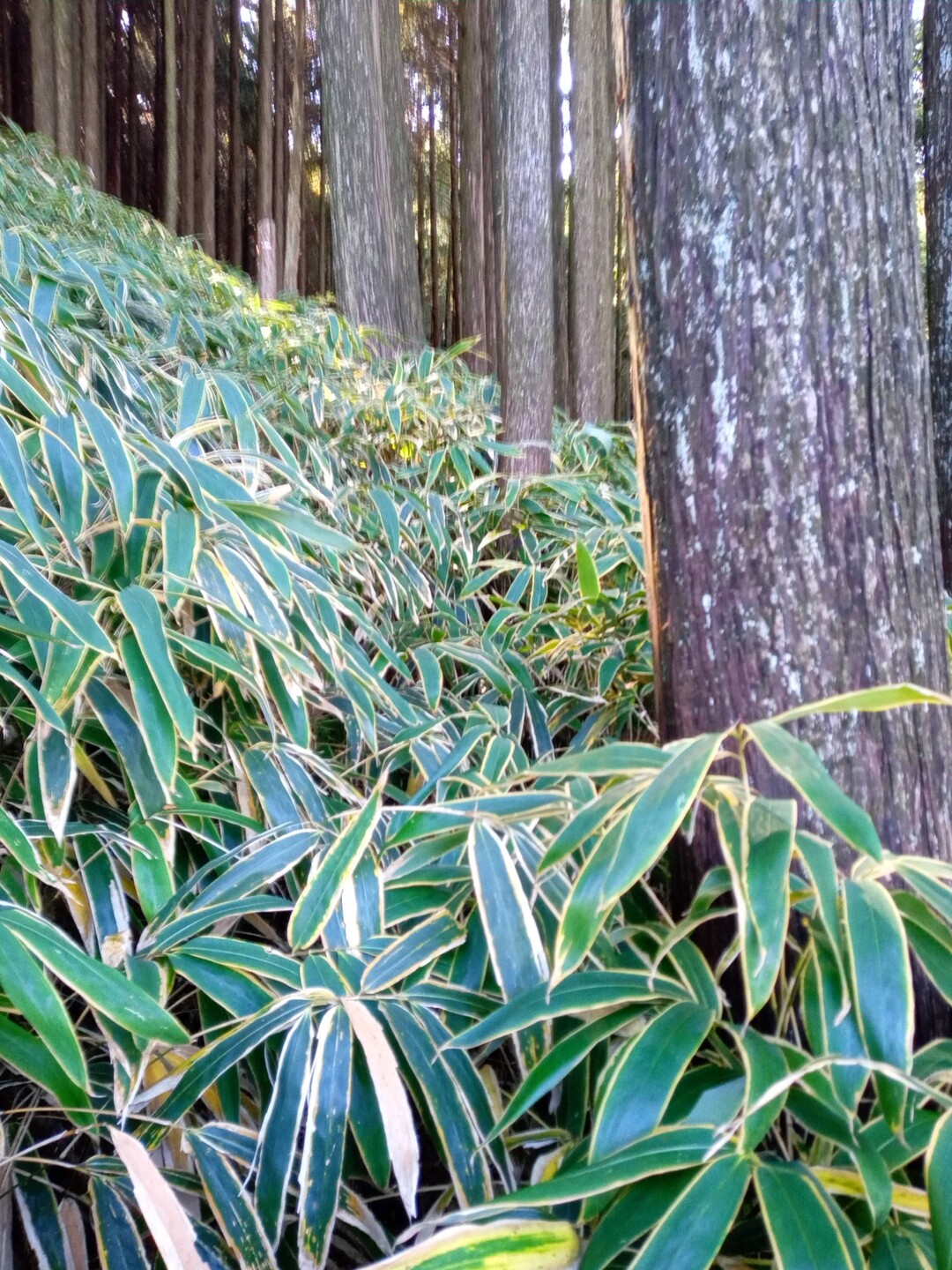 takeさんの投稿したフィールドメモ | YAMAP / ヤマップ