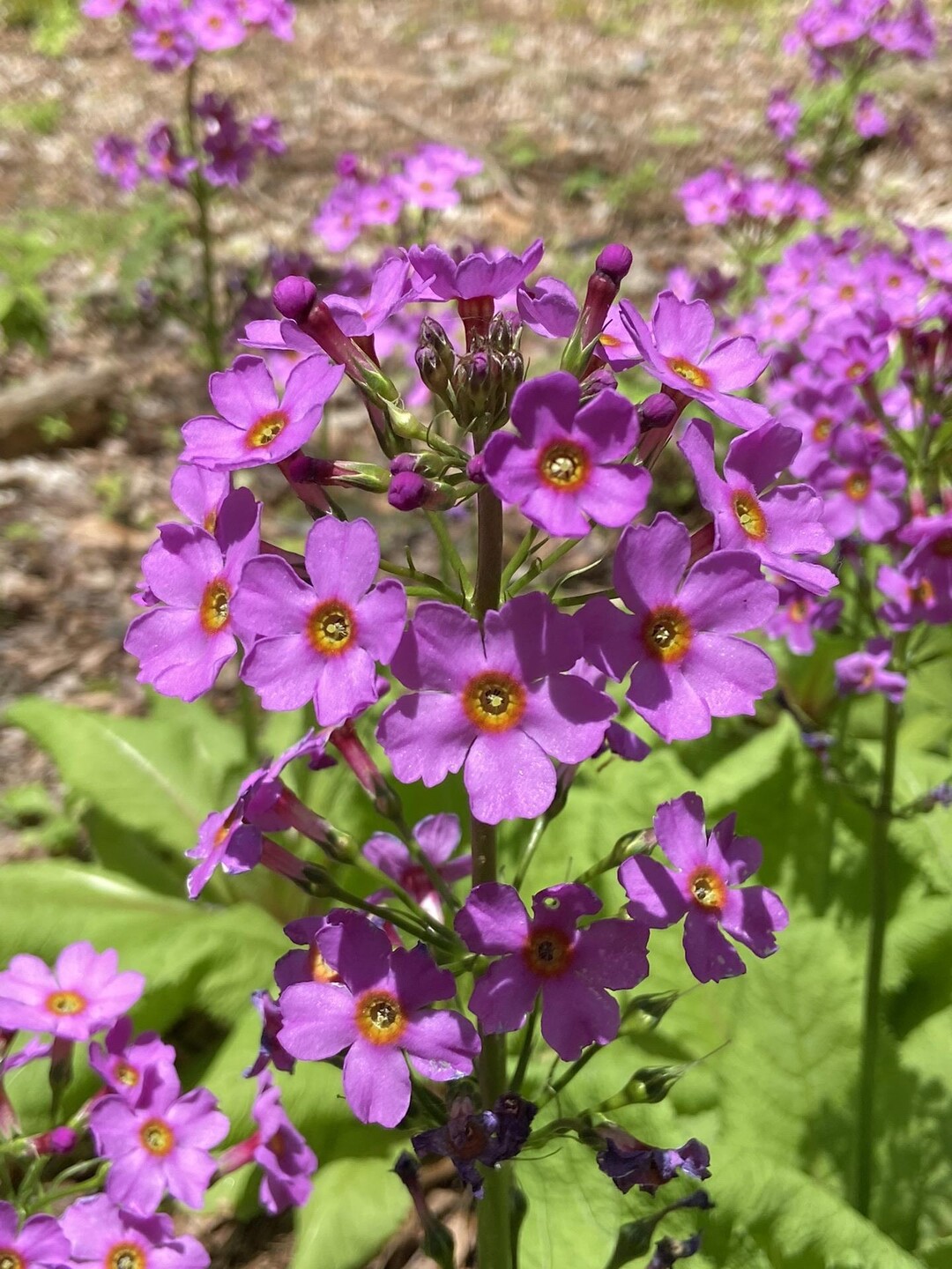己高山 クリンソウ満開😍 / kyoさんの己高山の活動データ | YAMAP / ヤマップ