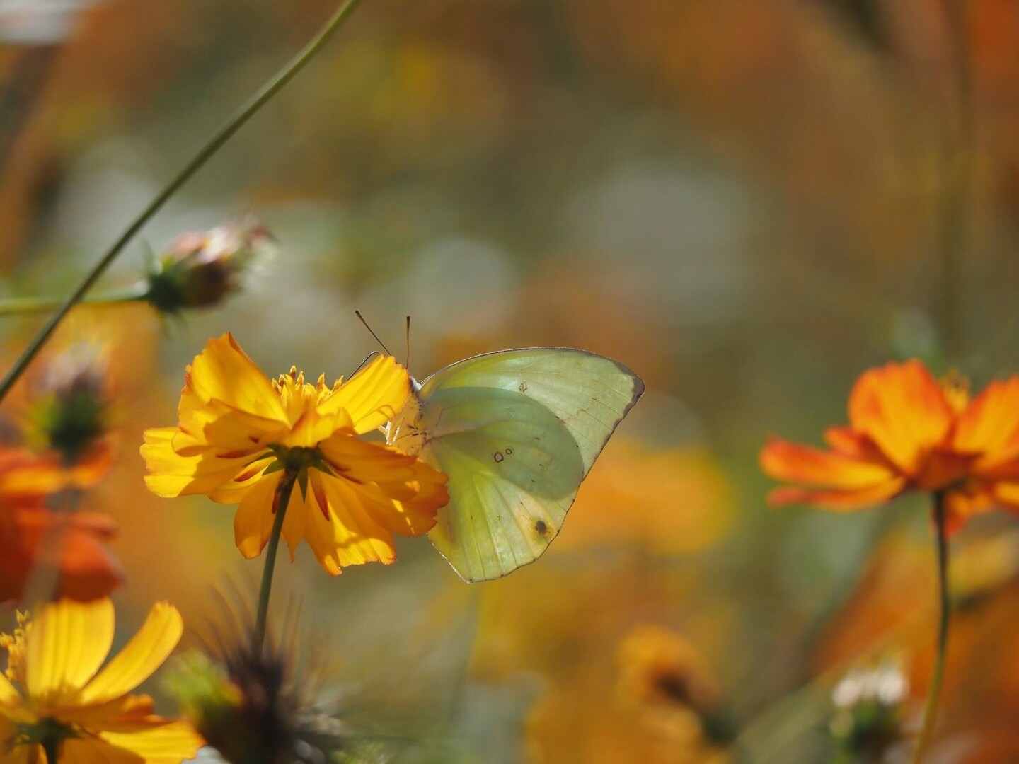 中国で撮った蝶その2です。ウスキシロチョ... / JICKさんのモーメント | YAMAP / ヤマップ