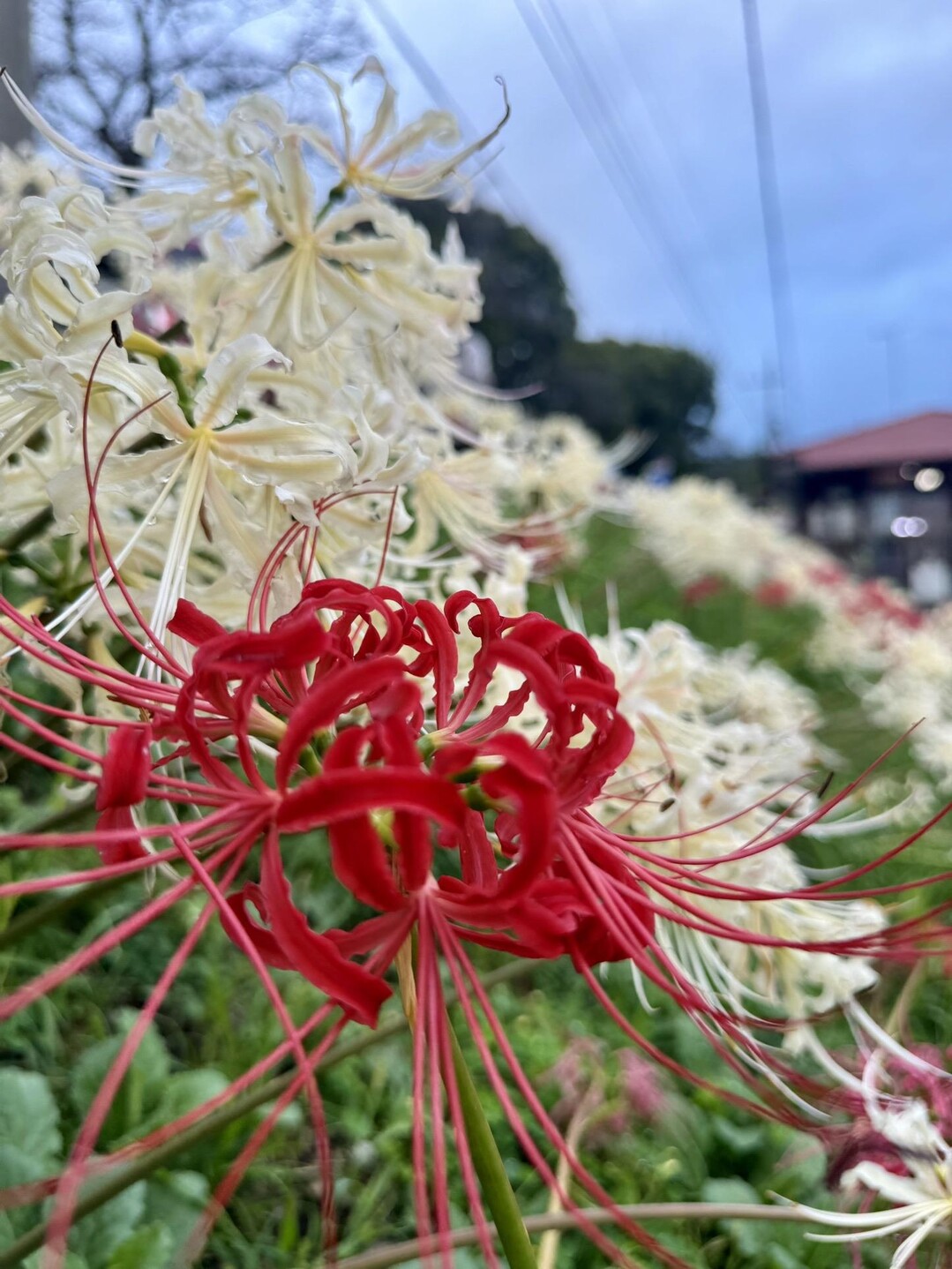 2024.10.6 巾着田曼珠沙華公園 ... / ayakaさんのモーメント | YAMAP / ヤマップ