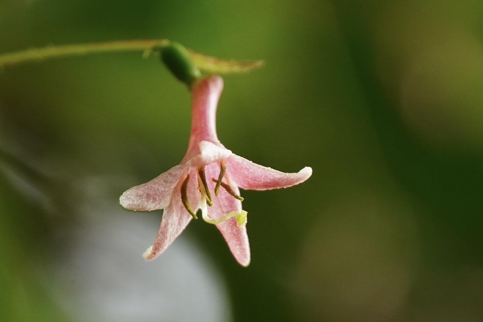 最近は近場の山野草。 / hirajunさんのモーメント | YAMAP / ヤマップ
