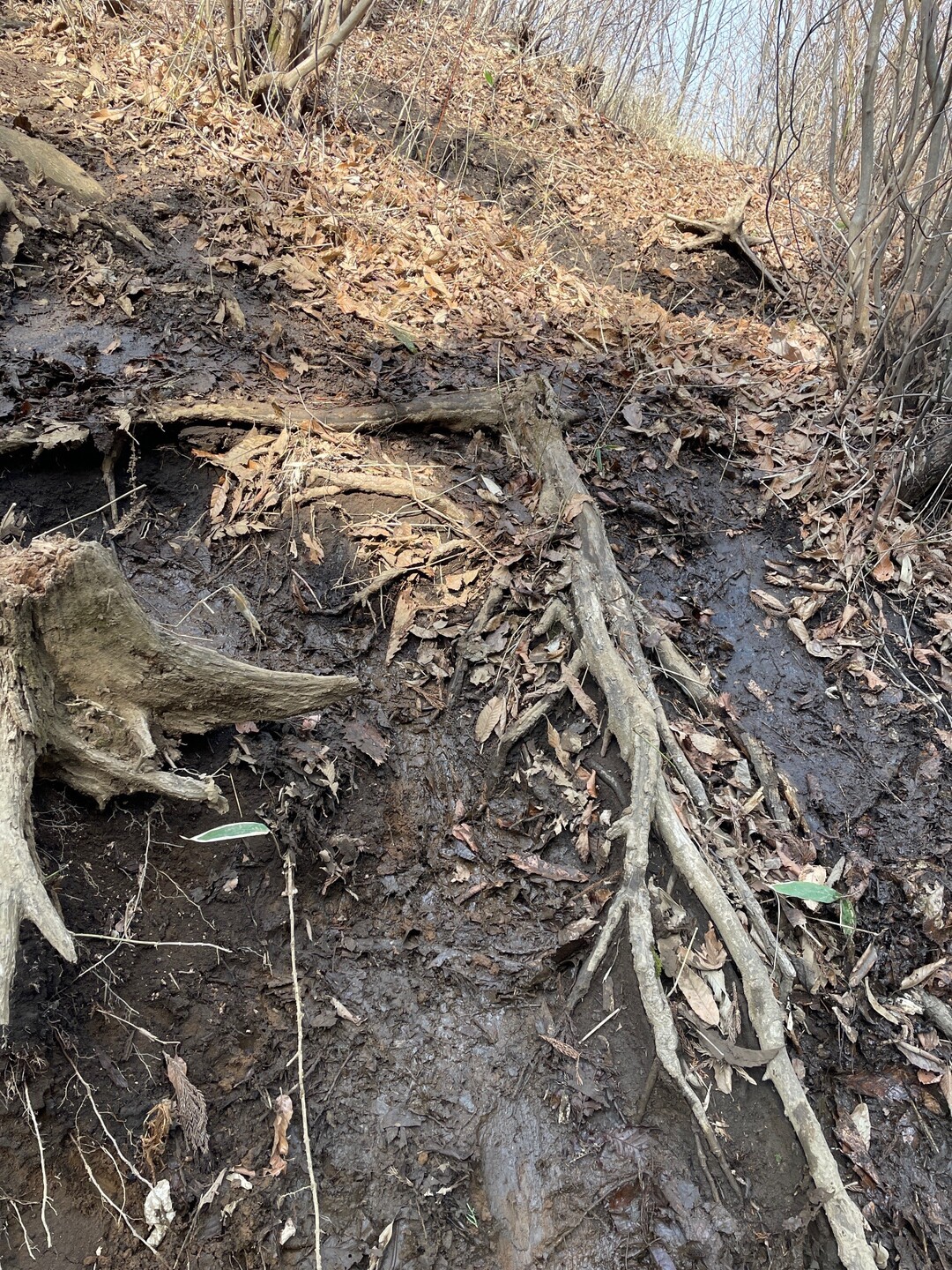 syo-taさんの投稿したフィールドメモ | YAMAP / ヤマップ