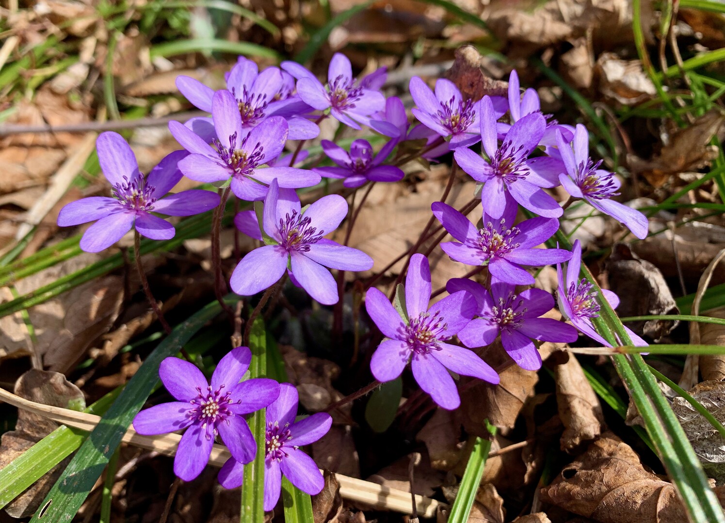 春花繚乱 in 福井山 / George-Mさんの角田山の活動日記 | YAMAP / ヤマップ
