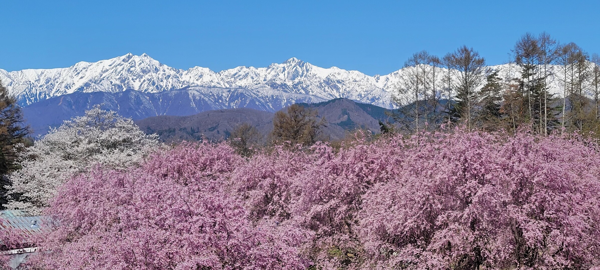 鷹狩山6 / hirohiroさんの大峰高原・鷹狩山の活動データ | YAMAP / ヤマップ