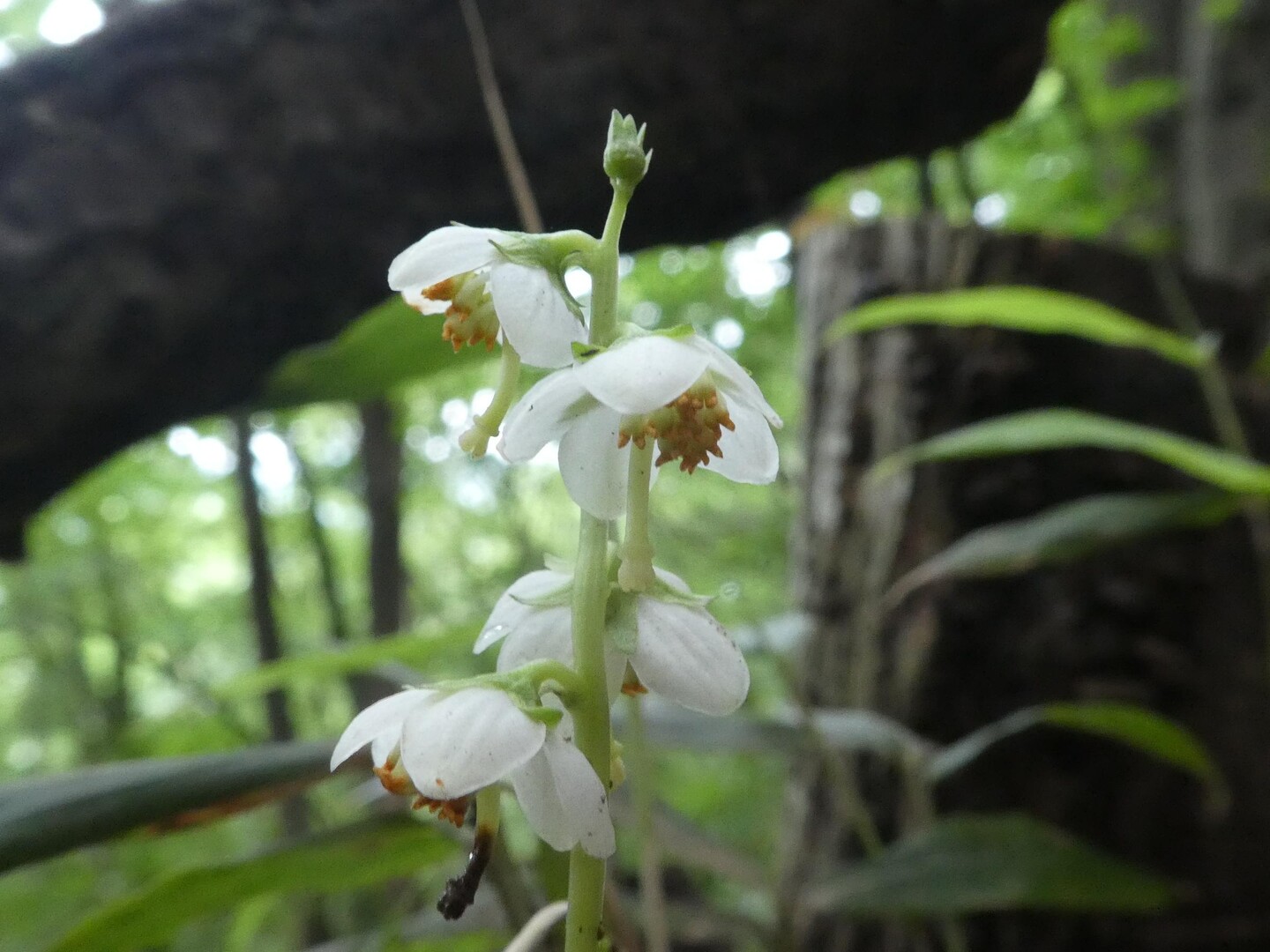 天気は今一だったけど久しぶりに山TOMO... / きーすけさんのモーメント | YAMAP / ヤマップ