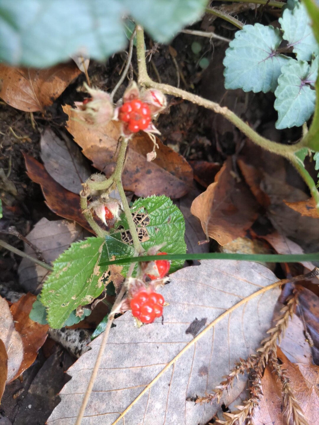 権現山・百々ヶ峰 / ayaさんの岐阜市の活動データ | YAMAP / ヤマップ
