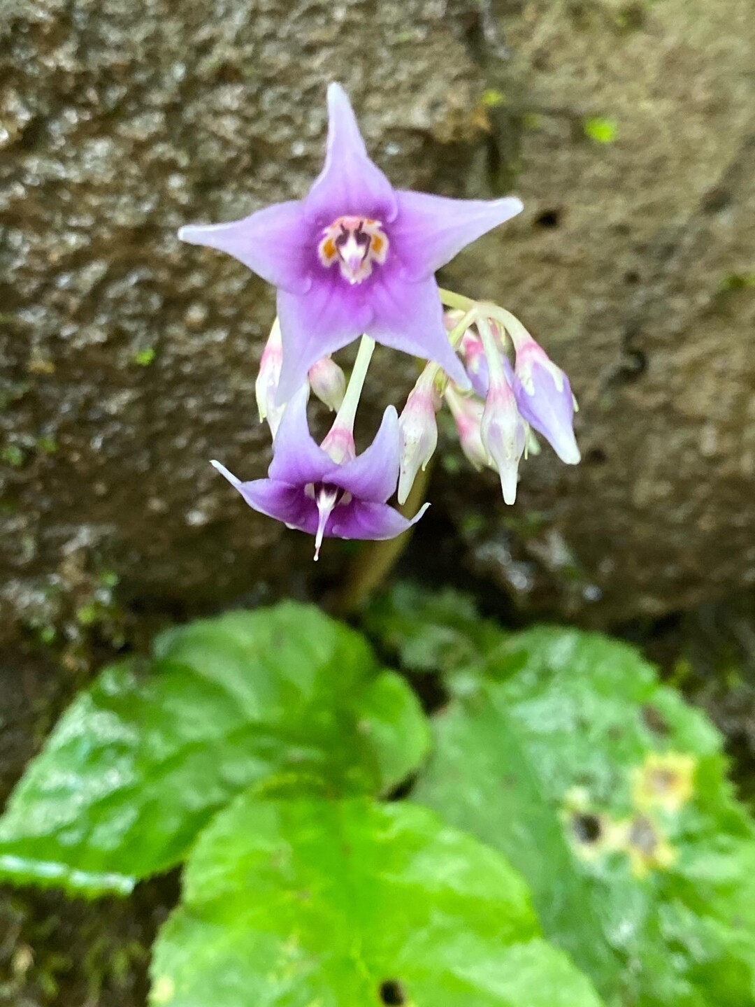 ぼちぼちマイペースで文殊山へ / Baziruさんの文殊山の活動データ | YAMAP / ヤマップ