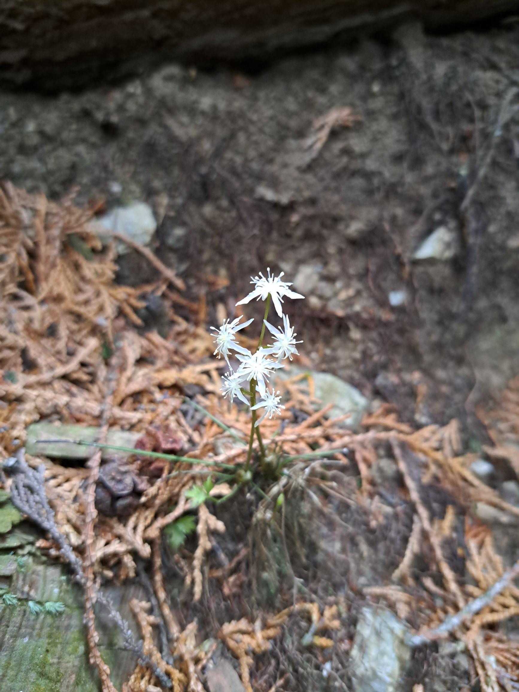 丸山 / itimiさんの藤原岳・御池岳の活動データ | YAMAP / ヤマップ