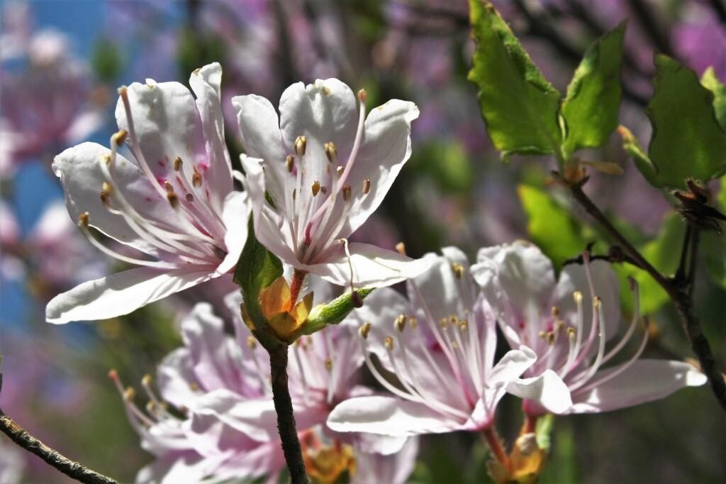 津波戸山・倉木山 / toshil-_-lさんの倉木山の活動データ | YAMAP / ヤマップ