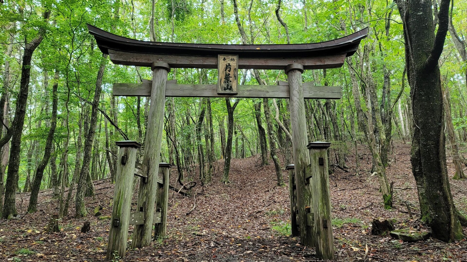 09.25 片羽山・雄岳 / koke🌿さんの雄岳（片羽山）の活動データ | YAMAP / ヤマップ