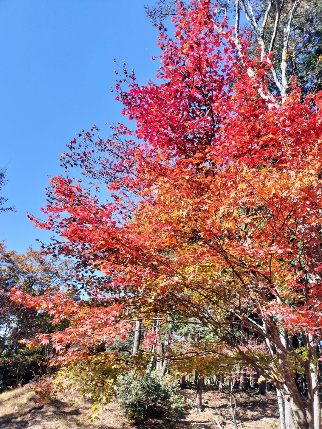 奥多摩ラン🍁（川苔山・棒ノ嶺） / MJさんの川苔山（川乗山）の活動データ | YAMAP / ヤマップ
