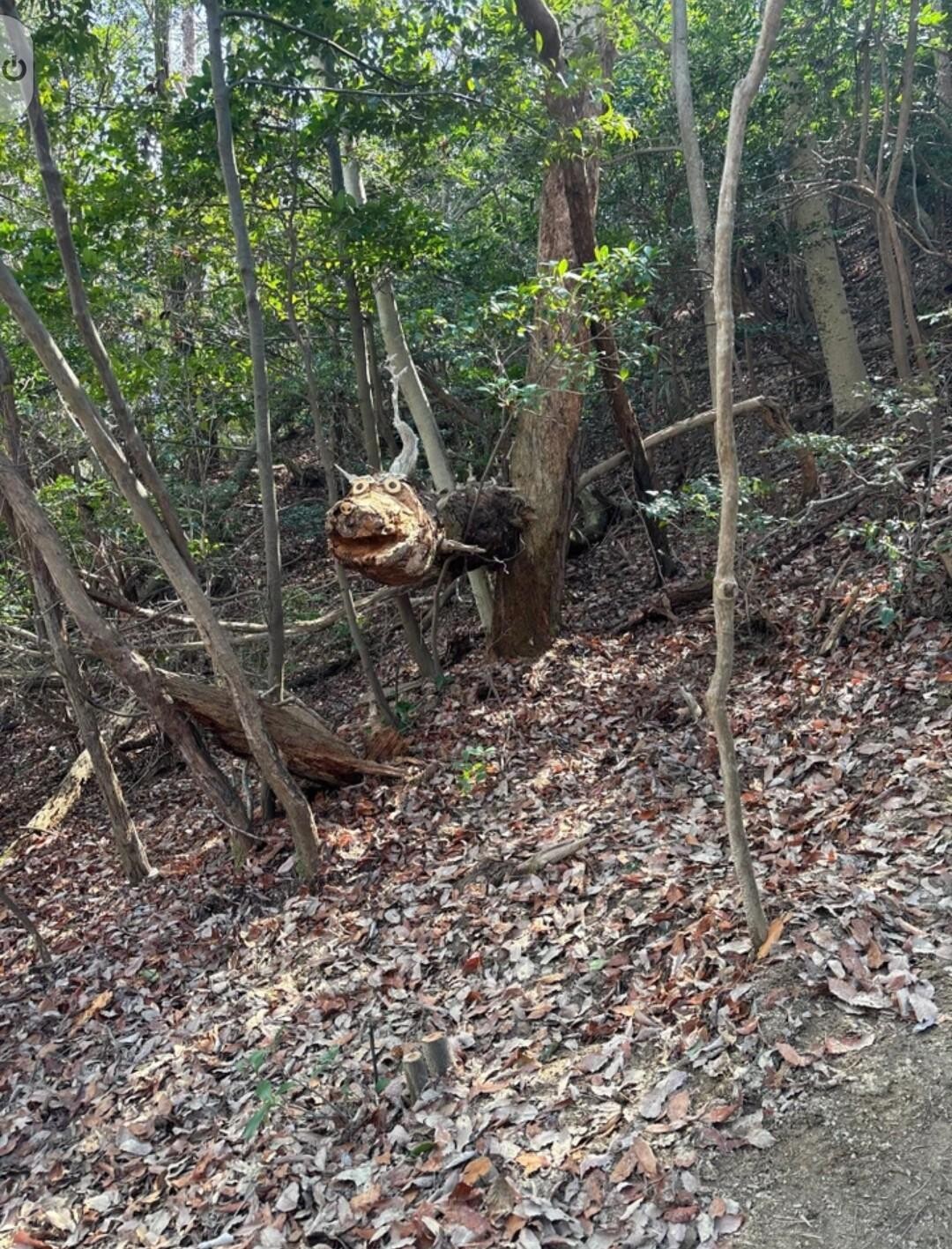 高城山にあった 竜 ピカチュウ親子。 現... / TENGU 柴さんのモーメント | YAMAP / ヤマップ