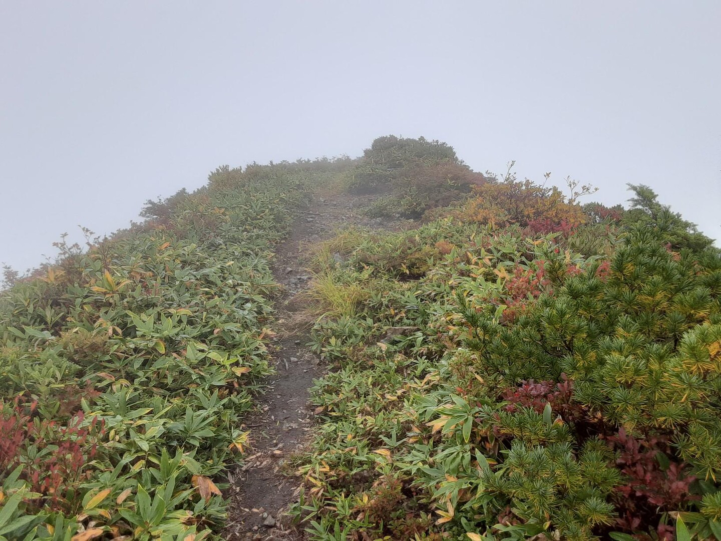 魚沼駒ヶ岳【DNF】グシガハナ / DKさんの越後駒ヶ岳・八海山・荒沢岳の活動データ | YAMAP / ヤマップ