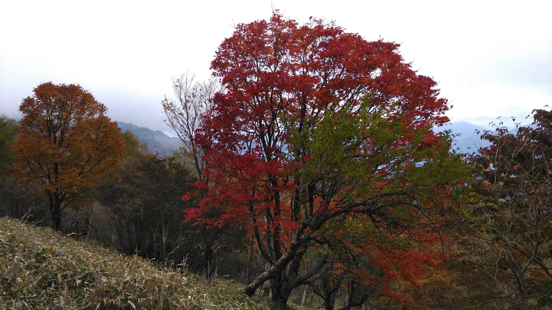 天狗塚ハイキング / mimaさんの三嶺・天狗塚・石立山の活動データ | YAMAP / ヤマップ