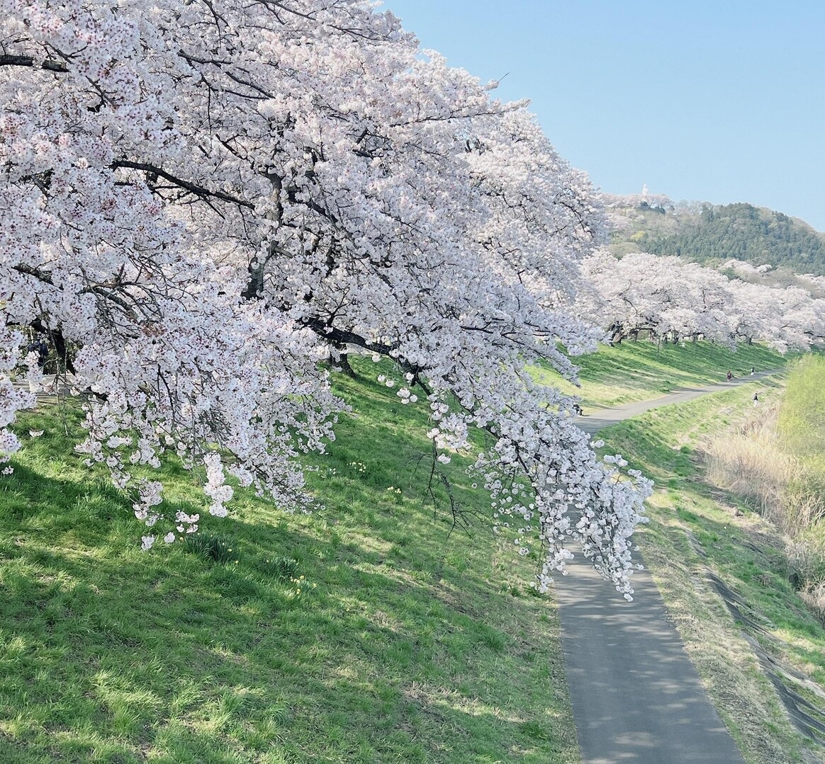 2024.04.14(日) 02:44 / papiさんのモーメント | YAMAP / ヤマップ