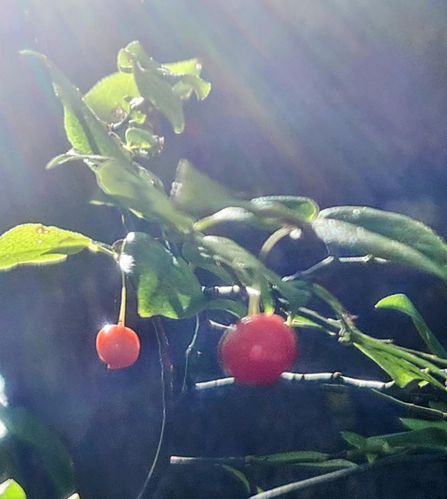 秋の風が爽やかな高落場山・高清水山ᐠ( ᐢ ᵕ ᐢ )ᐟ / chieさんの高清水山・高落場山・八乙女山の活動データ | YAMAP / ヤマップ