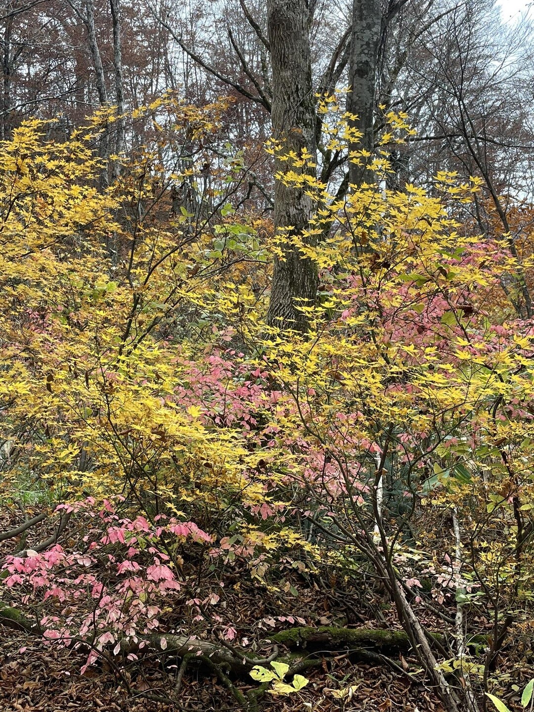 六十里越え古道トレッキング-2023-11-04 / momoさんの月山の活動データ | YAMAP / ヤマップ