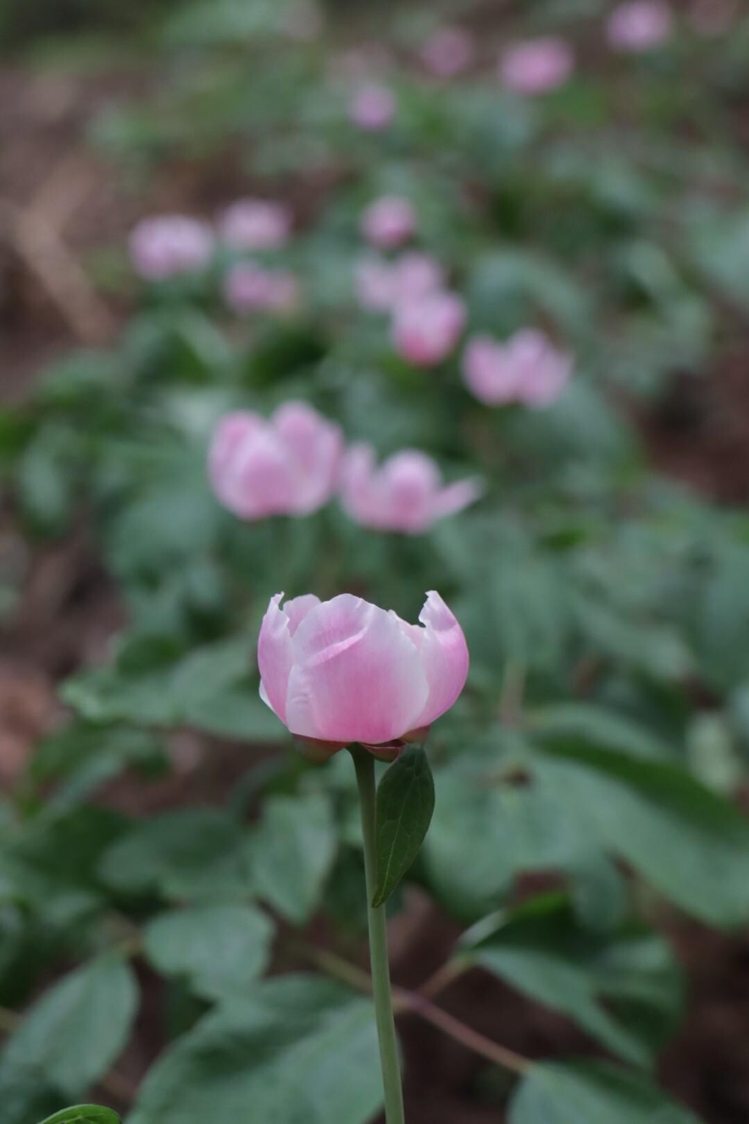 院内登山口から高縄山へ / natuさんの高縄山・大月山・北三方ヶ森の活動データ | YAMAP / ヤマップ