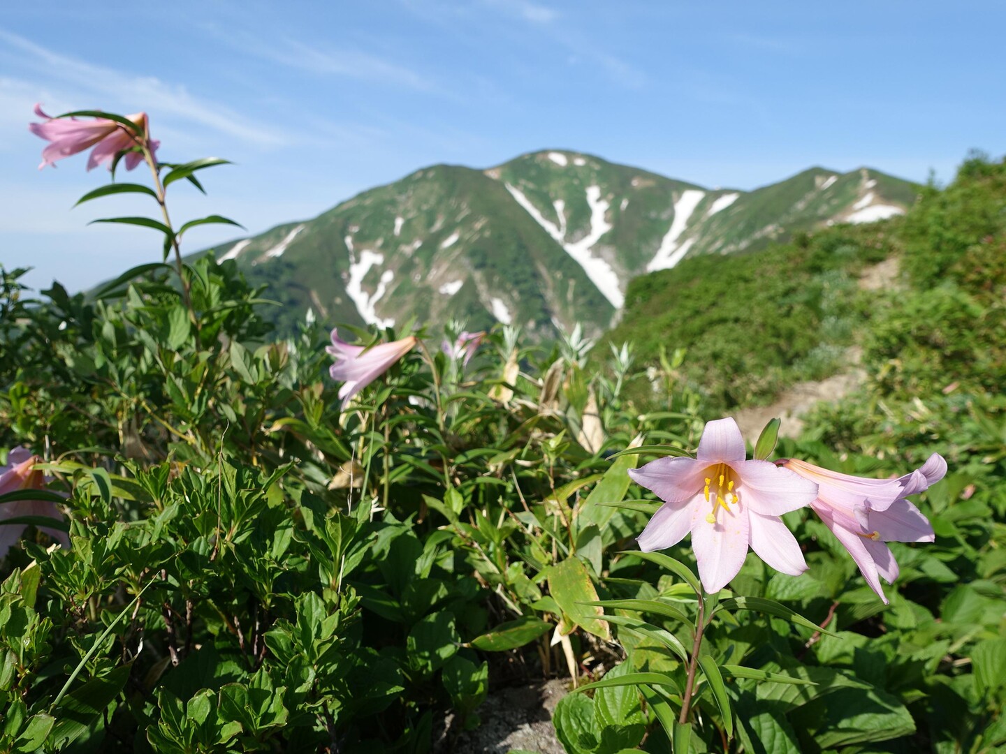 大朝日岳 / N7さんの大朝日岳・朝日連峰・祝瓶山の活動データ | YAMAP / ヤマップ