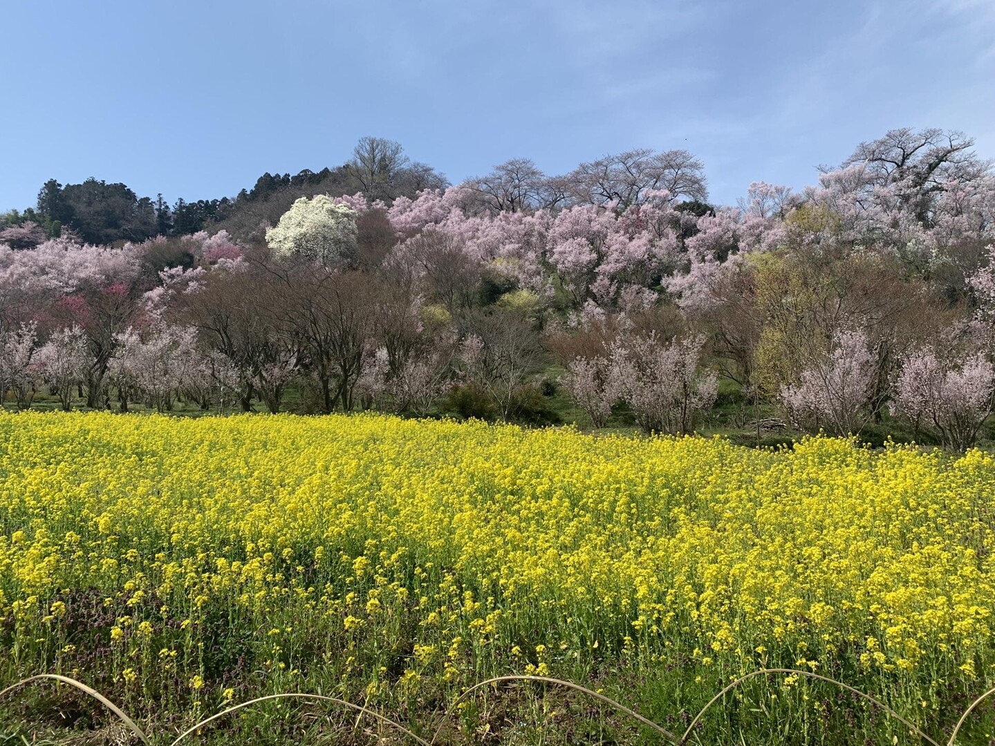 R6.4.7 花見山！！ / ユーザーさんの十万劫山の活動データ | YAMAP / ヤマップ