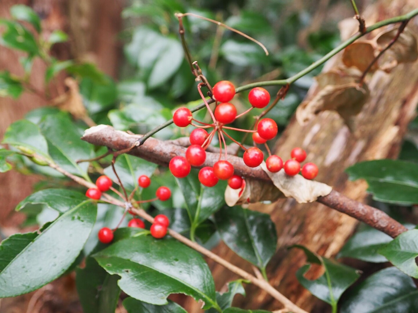 歩きやすさNo.1(宮前コースピストン)※私感です😊 / 天ぷらケンジJyJyさんの角田山の活動データ | YAMAP / ヤマップ
