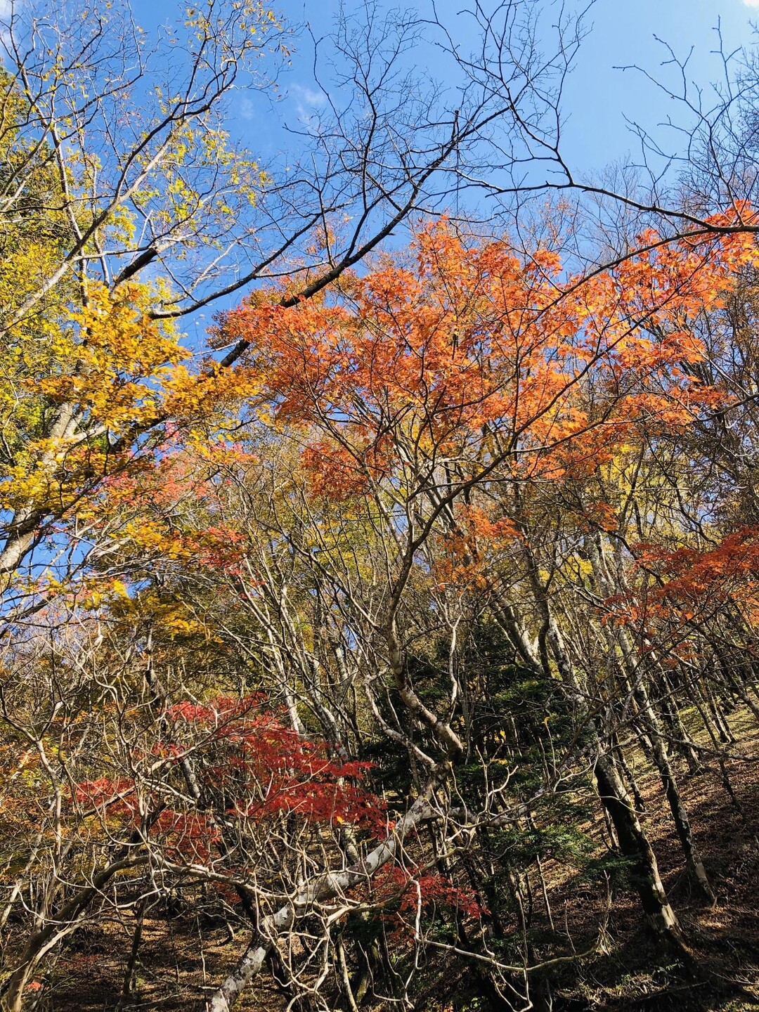 秋真っ盛り 丹沢主脈縦走 / tac_aさんの丹沢山の活動データ | YAMAP / ヤマップ