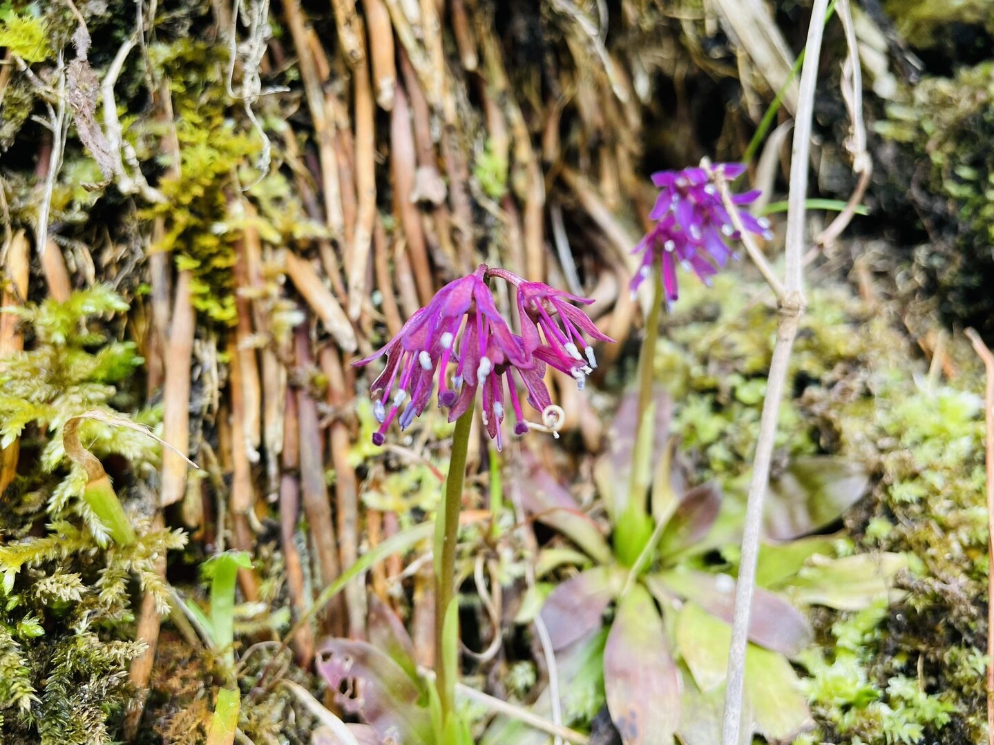 R6.4.5 実家の山⛰を少し見に行きま... / ·̩͙꒰ঌ hiro‪ ·͜·ᰔᩚさんのモーメント | YAMAP / ヤマップ