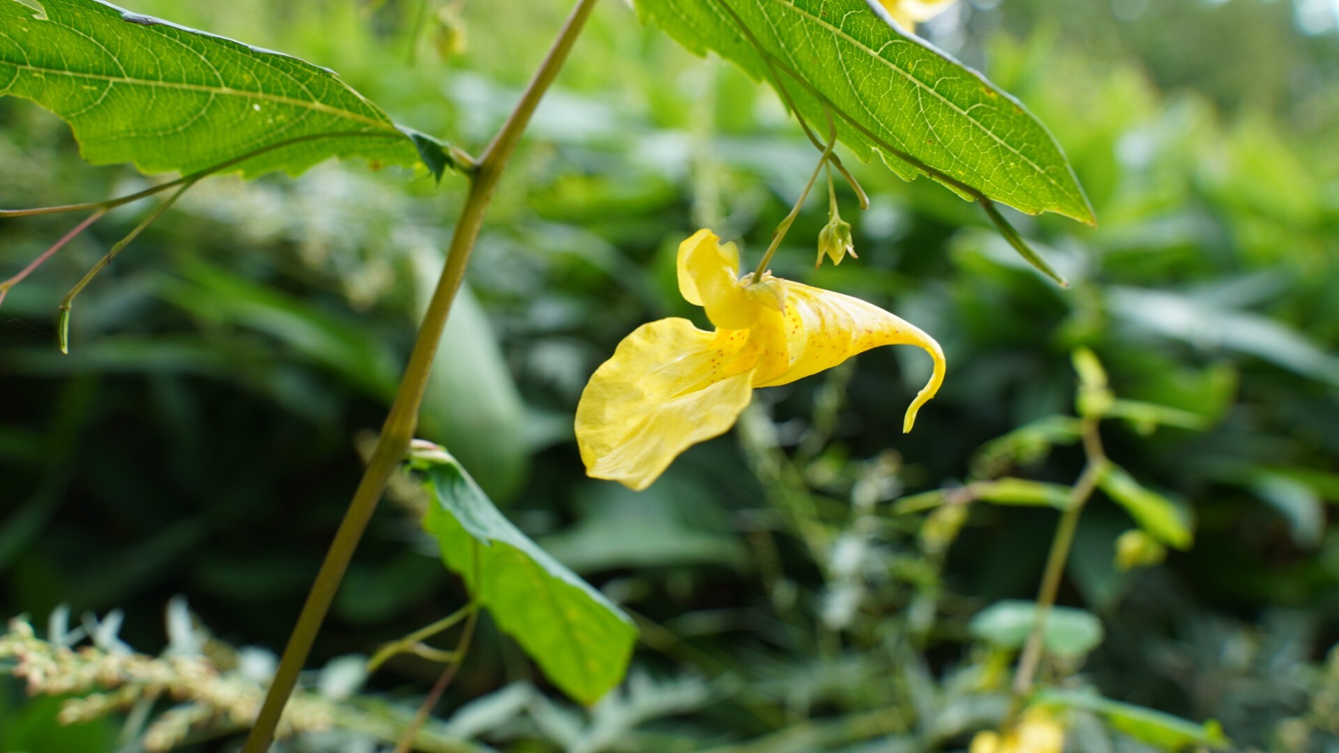 湯滝〜小田代ヶ原〜赤沼 ハイキング 2022-08-31 / クボリン 1123226さんの男体山の活動データ | YAMAP / ヤマップ